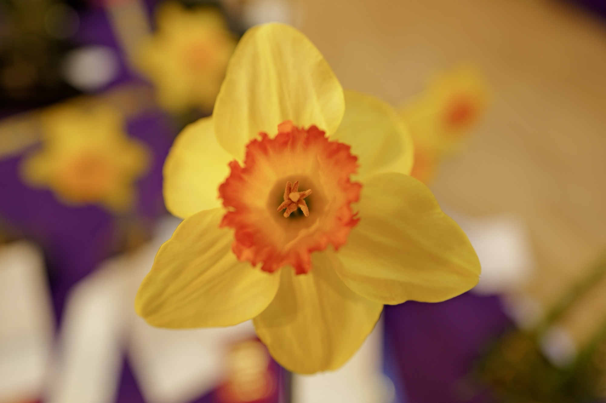 The color of joy – Aaron Fulkerson